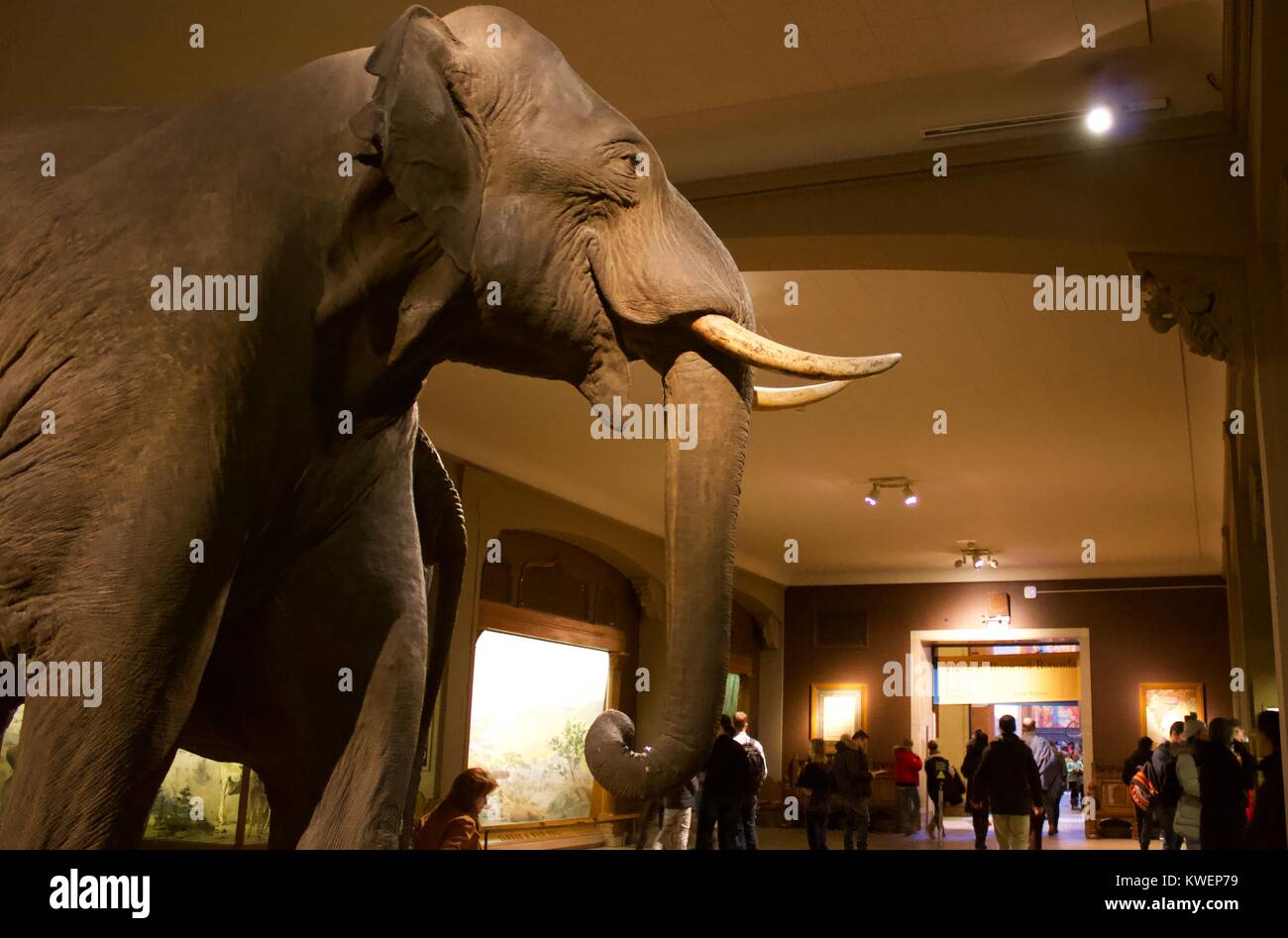 Elephant Tusks Museum High Resolution Stock Photography and Images - Alamy