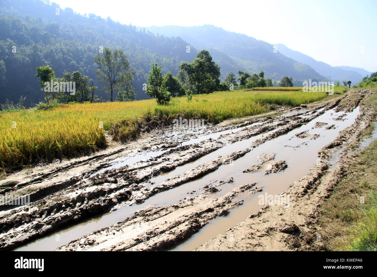 Single tree wet field hi-res stock photography and images - Alamy