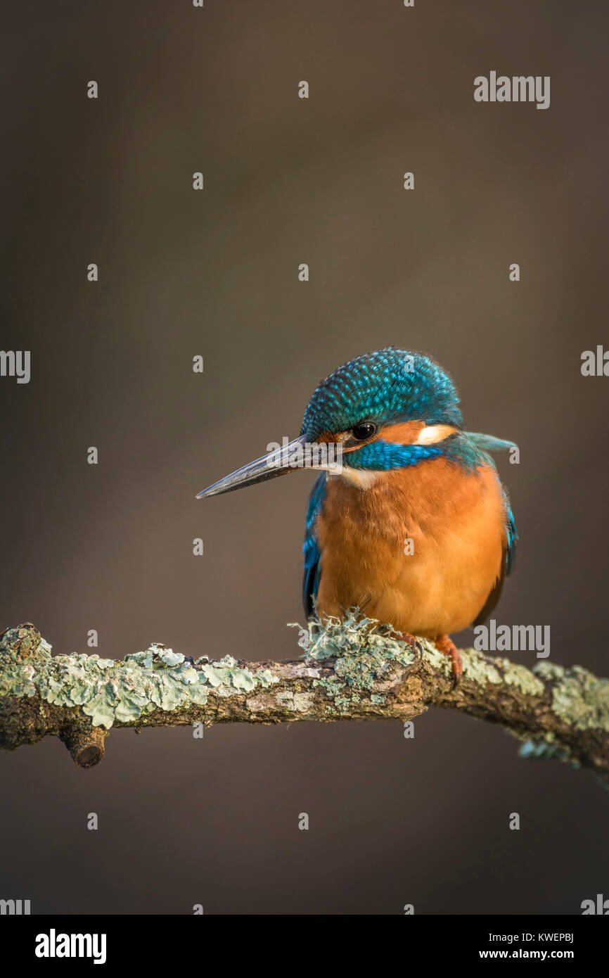 Common kingfisher, Alcedo athis, perched against diffuse dark ...