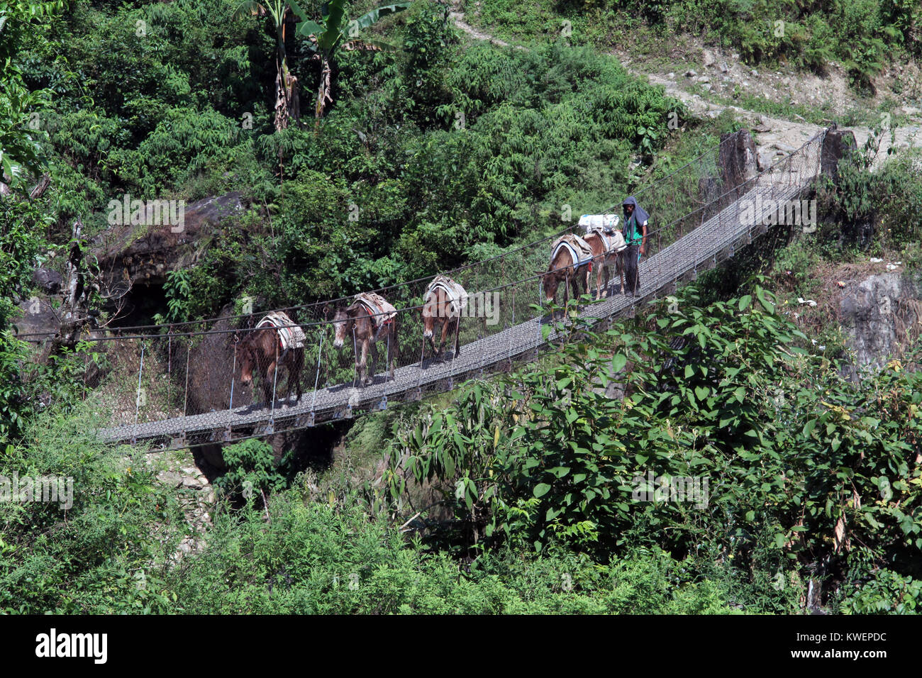 Cravan with donkeys on the suspension bridge in Nepal Stock Photo - Alamy