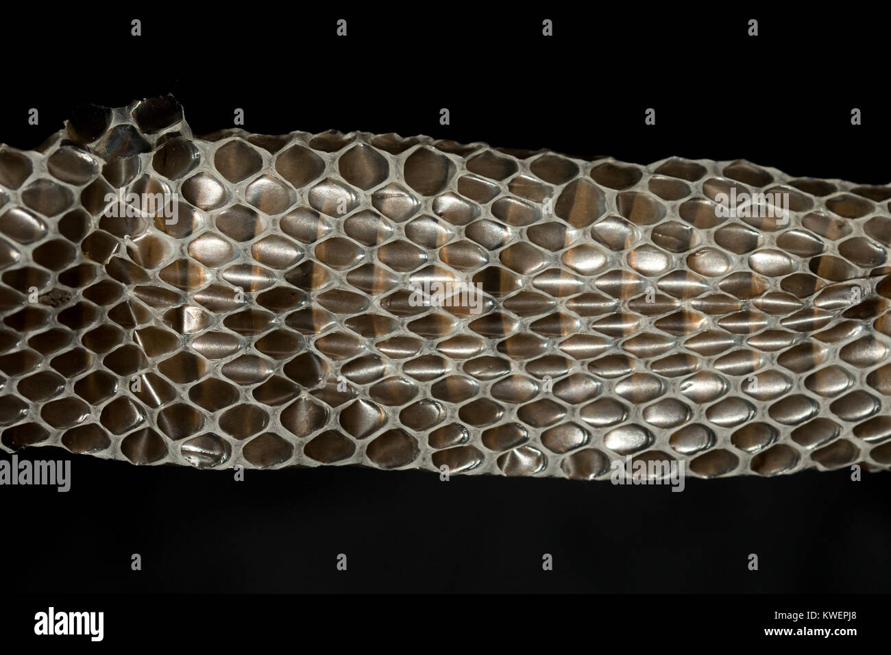 Close-up of sloughed snake skin from a large whip snake (Coluber ...