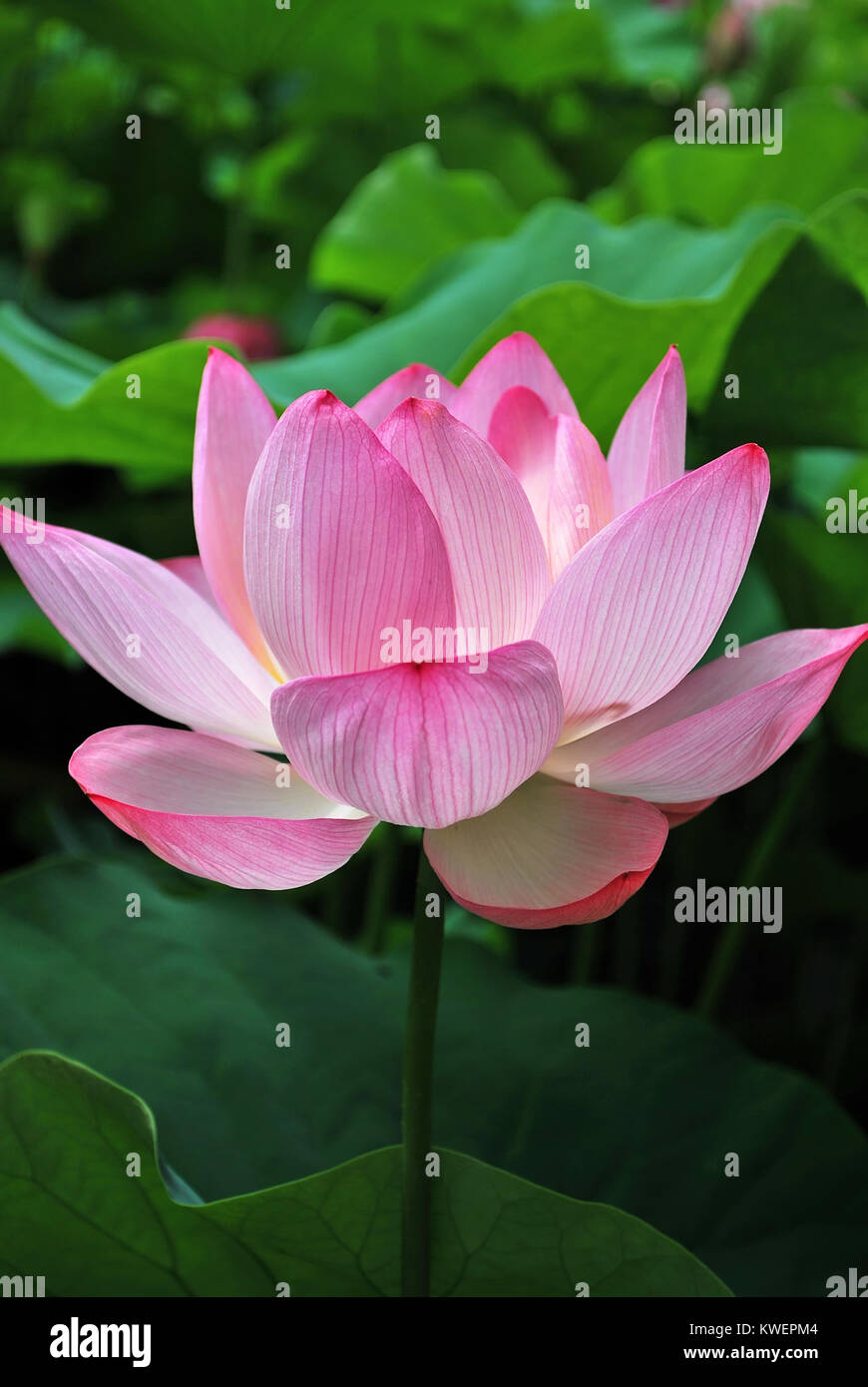 Buddhist Purity Symbol High Resolution Stock Photography and Images - Alamy