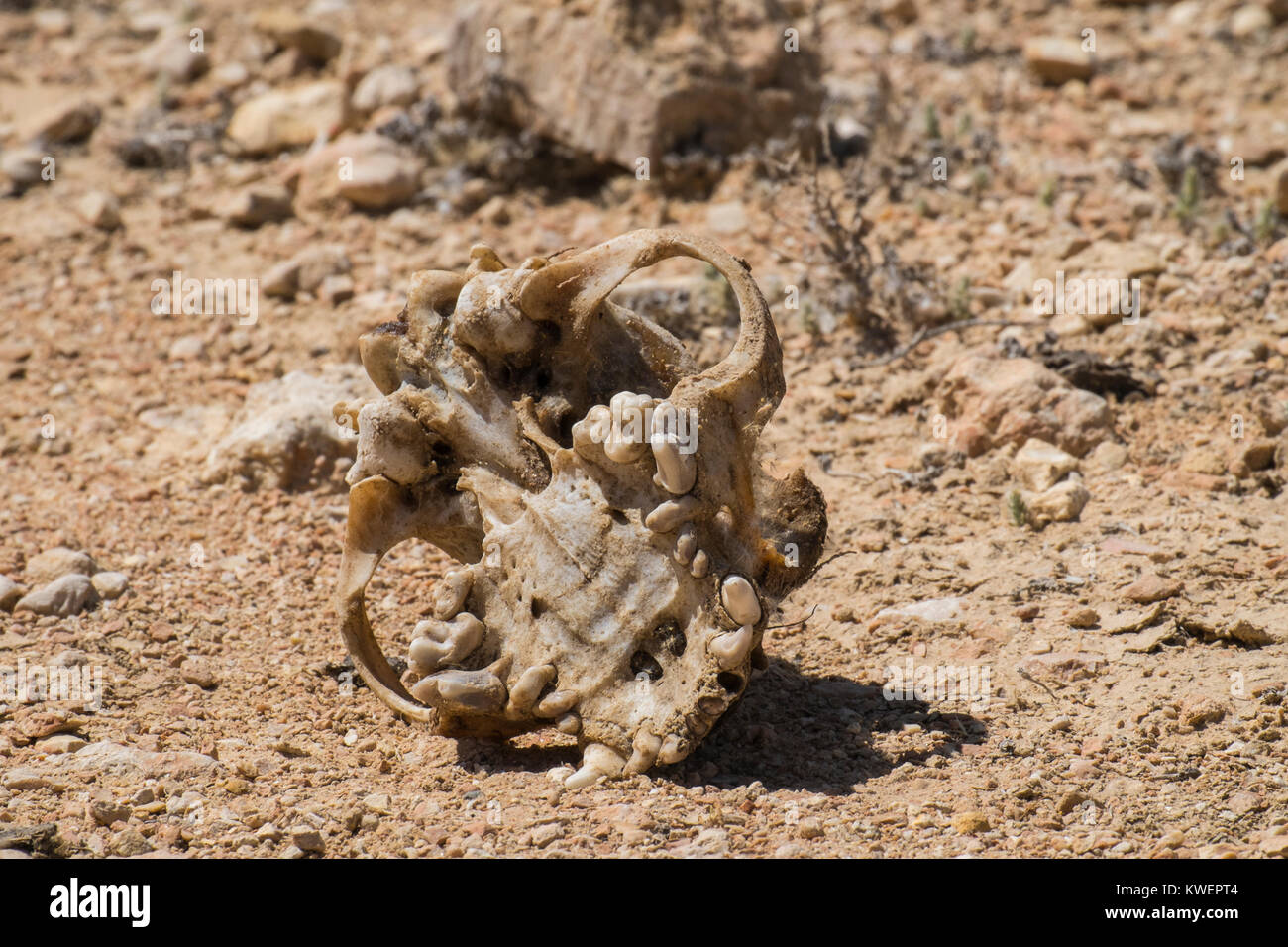 The skull of a strange animal in the desert Stock Photo - Alamy