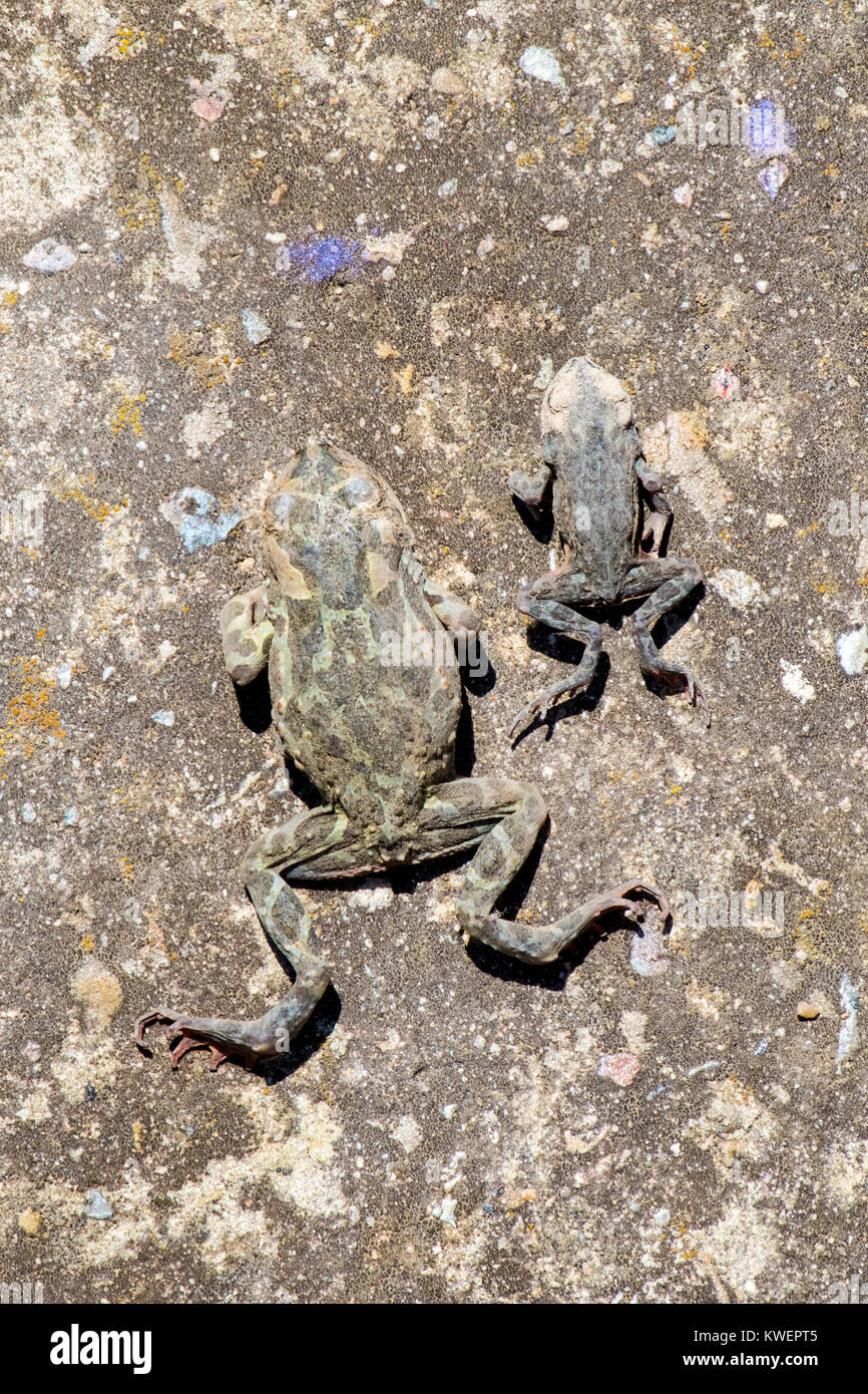Dead Toad High Resolution Stock Photography and Images - Alamy