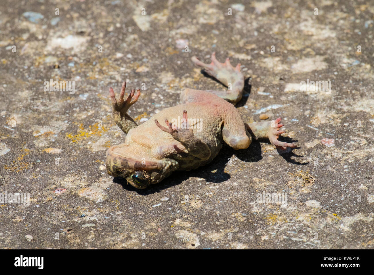 Dead toad hi-res stock photography and images - Alamy