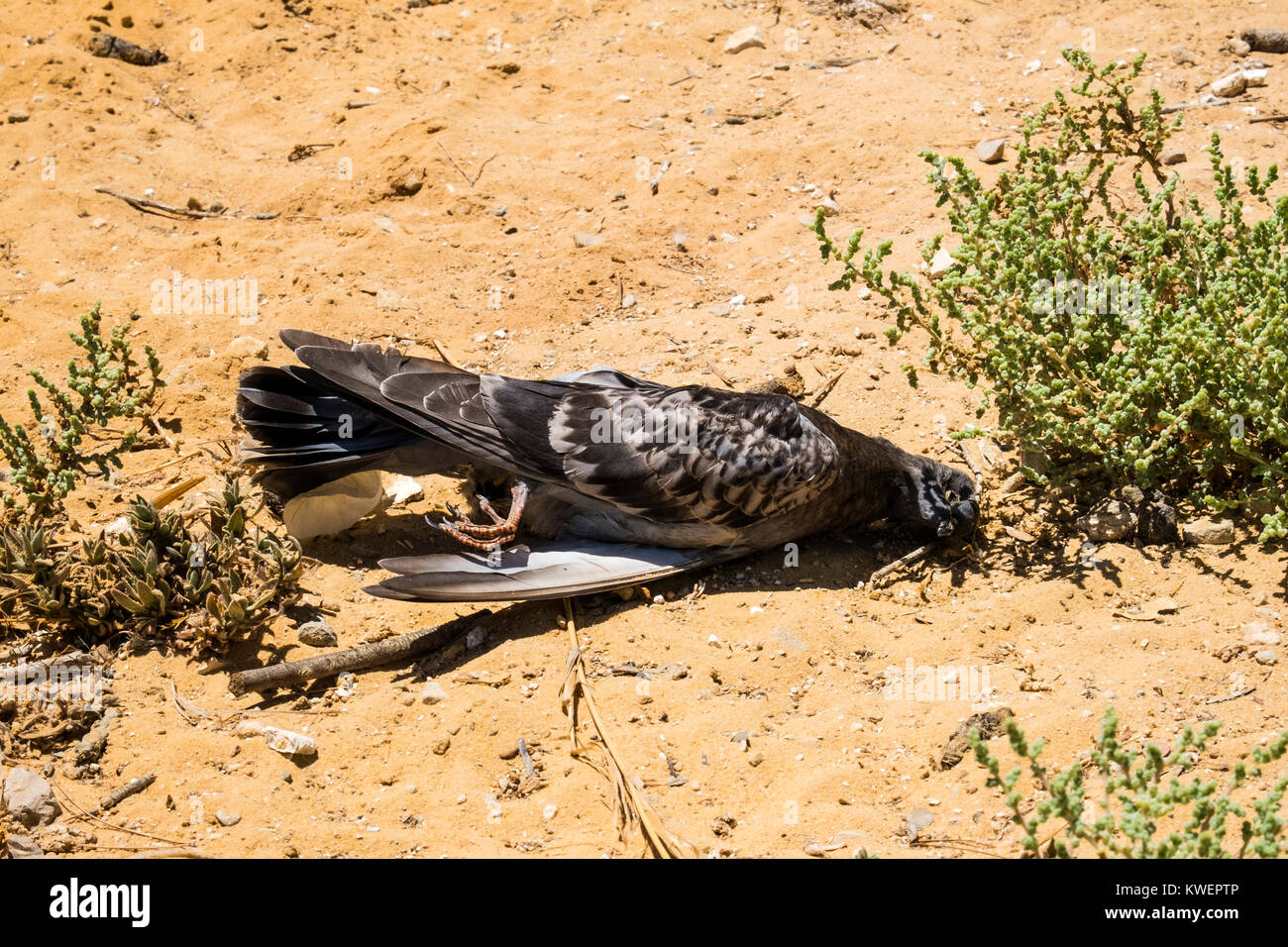 Dead dove with a crushed head and an empty eye socket Stock Photo - Alamy