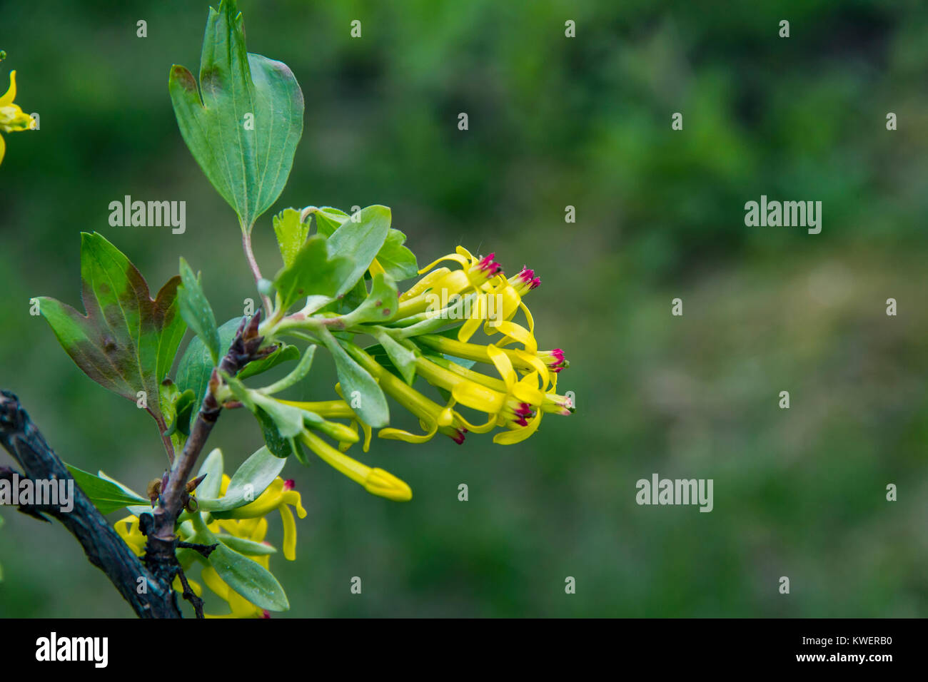 Yellow Barberry blossom Stock Photo - Alamy