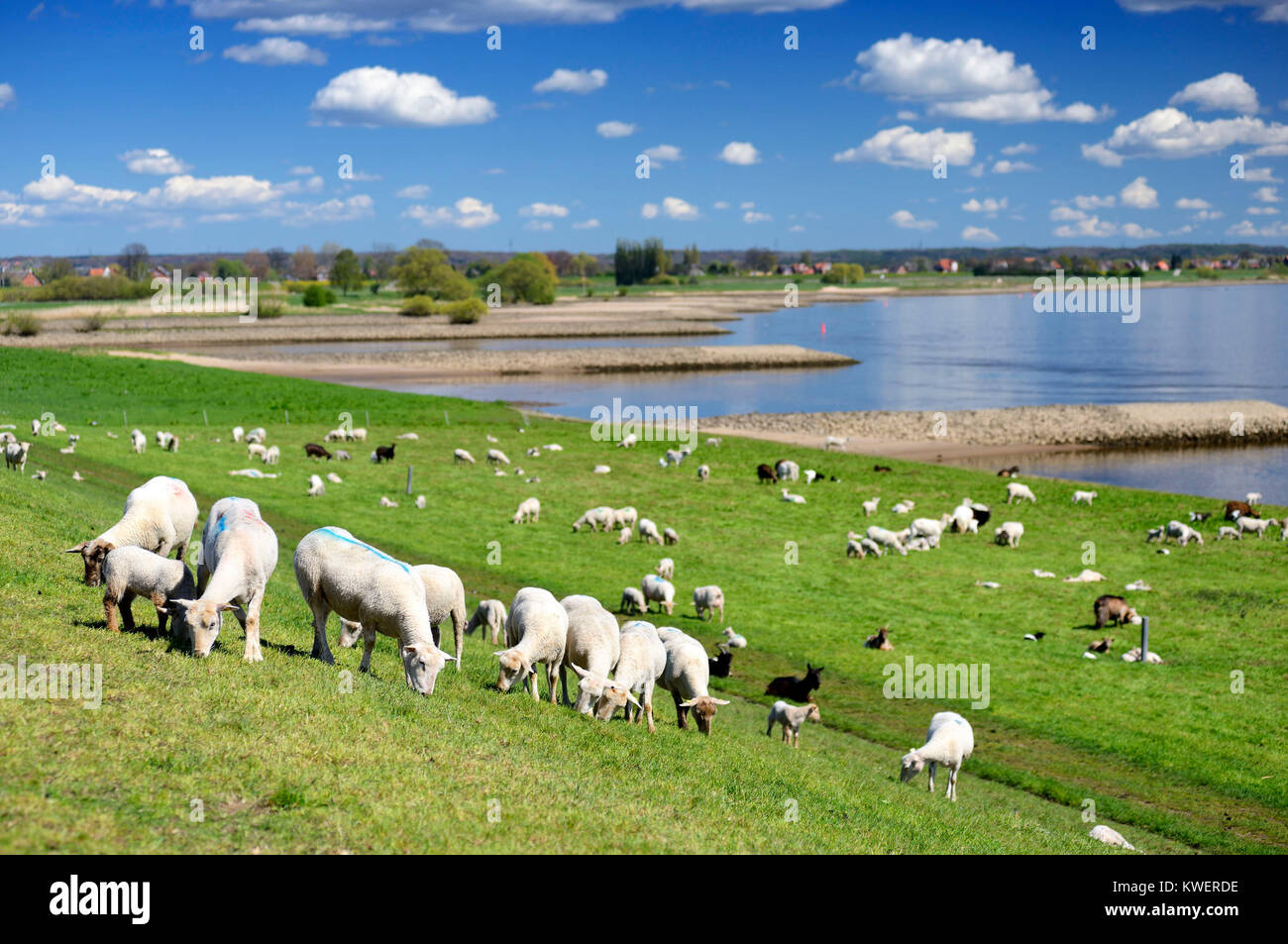 Sheep in the dyke in the 4 and march landing, Hamburg, Germany, Europe ...