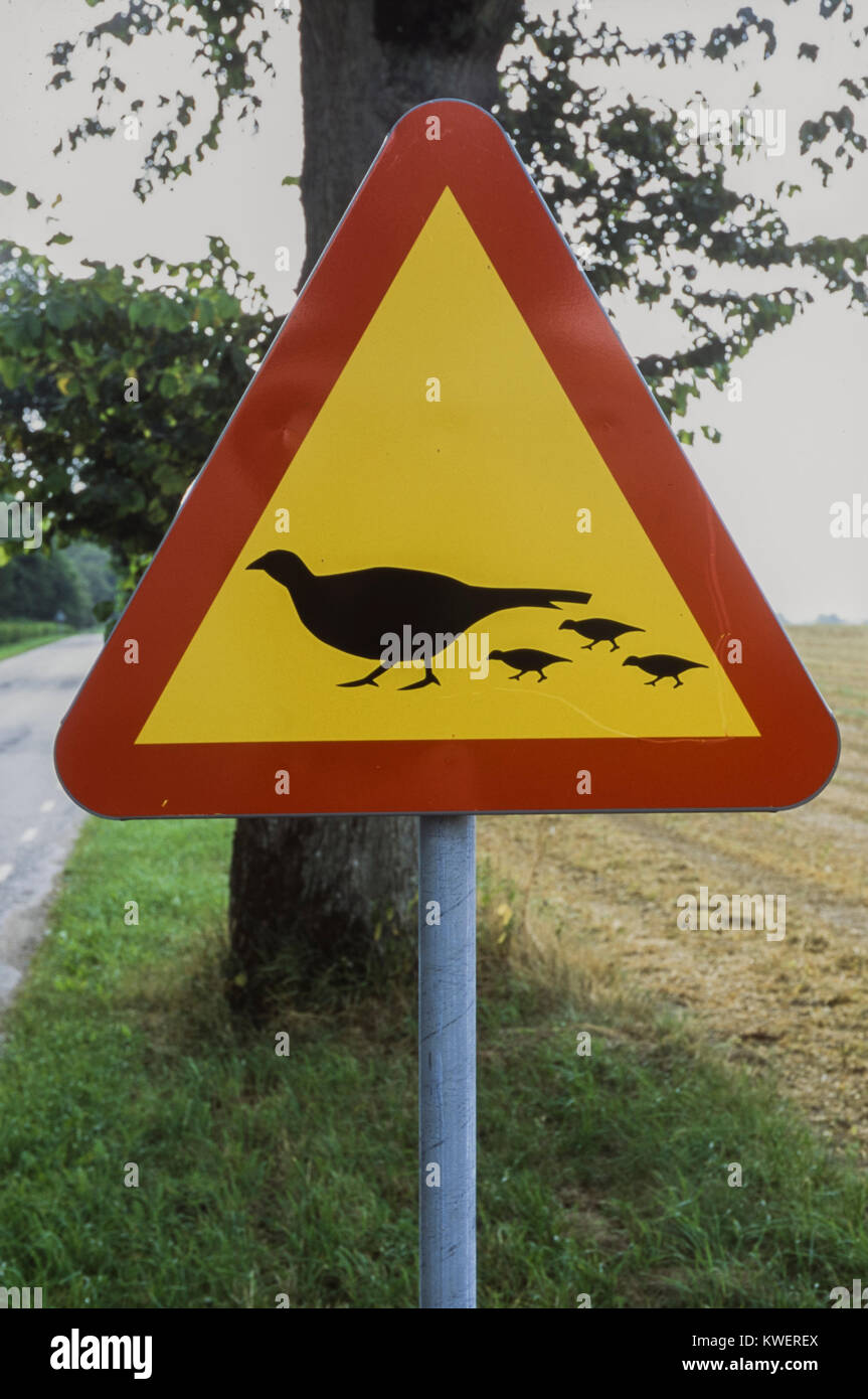 Warning for birds on the road, Skåne, Sweden Stock Photo - Alamy