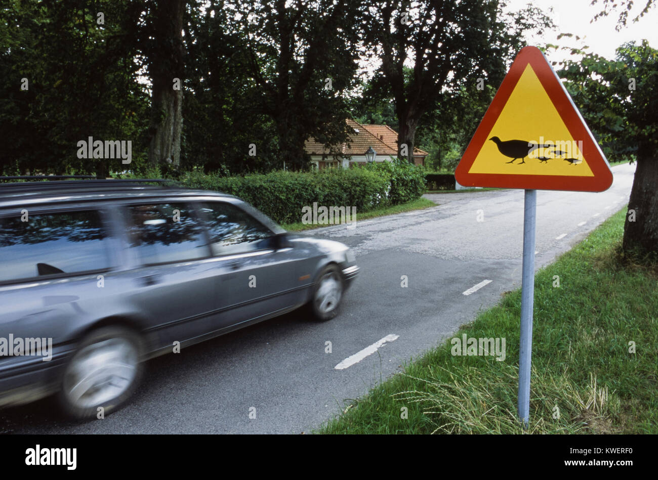 Warning for birds on the road, Skåne, Sweden Stock Photo - Alamy
