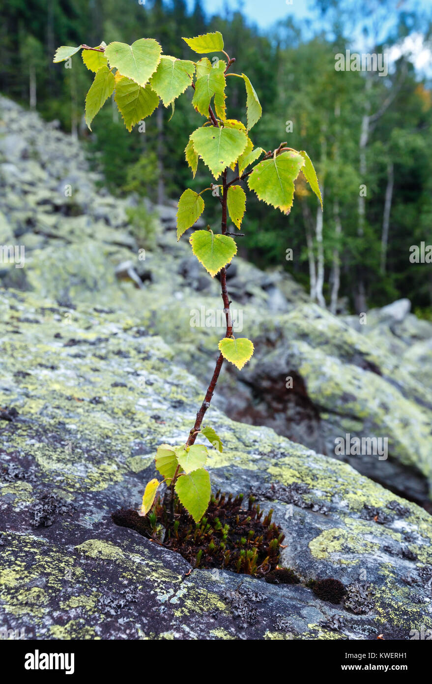 Small birch tree grows up on stone on slide-rocks scree of Ihrovets ...