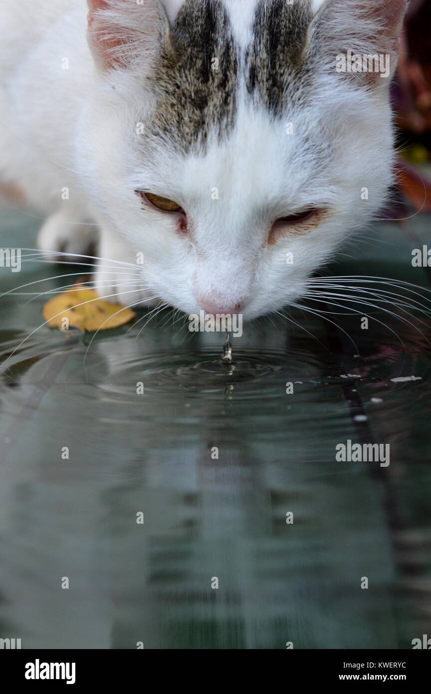 Cat reflection water hi-res stock photography and images - Alamy