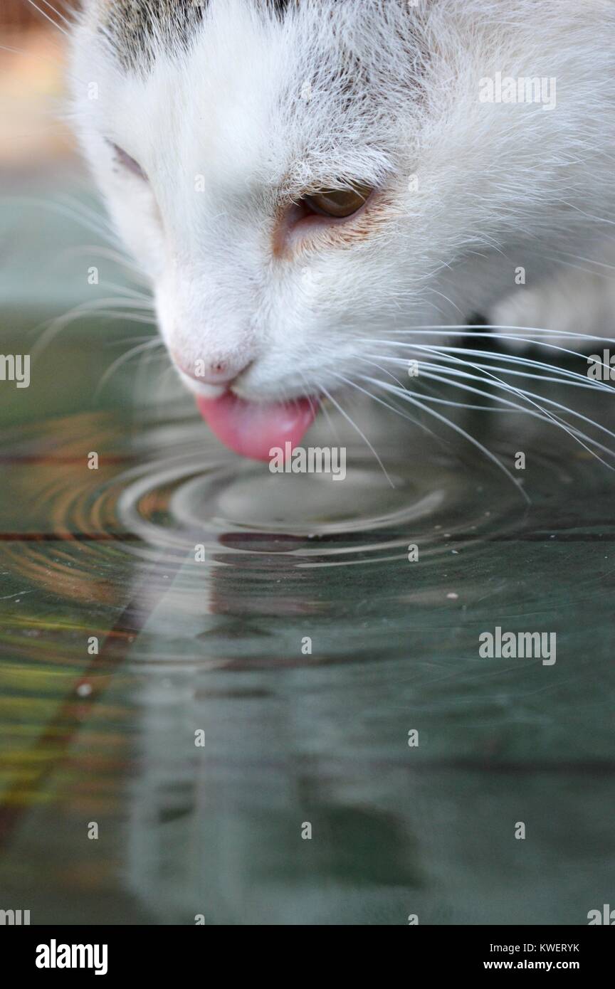 Cat reflection water hi-res stock photography and images - Alamy