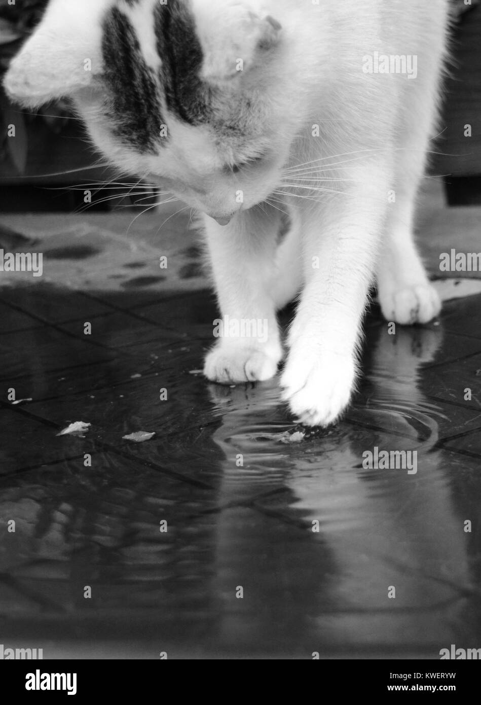 Cat with reflection hi-res stock photography and images - Alamy