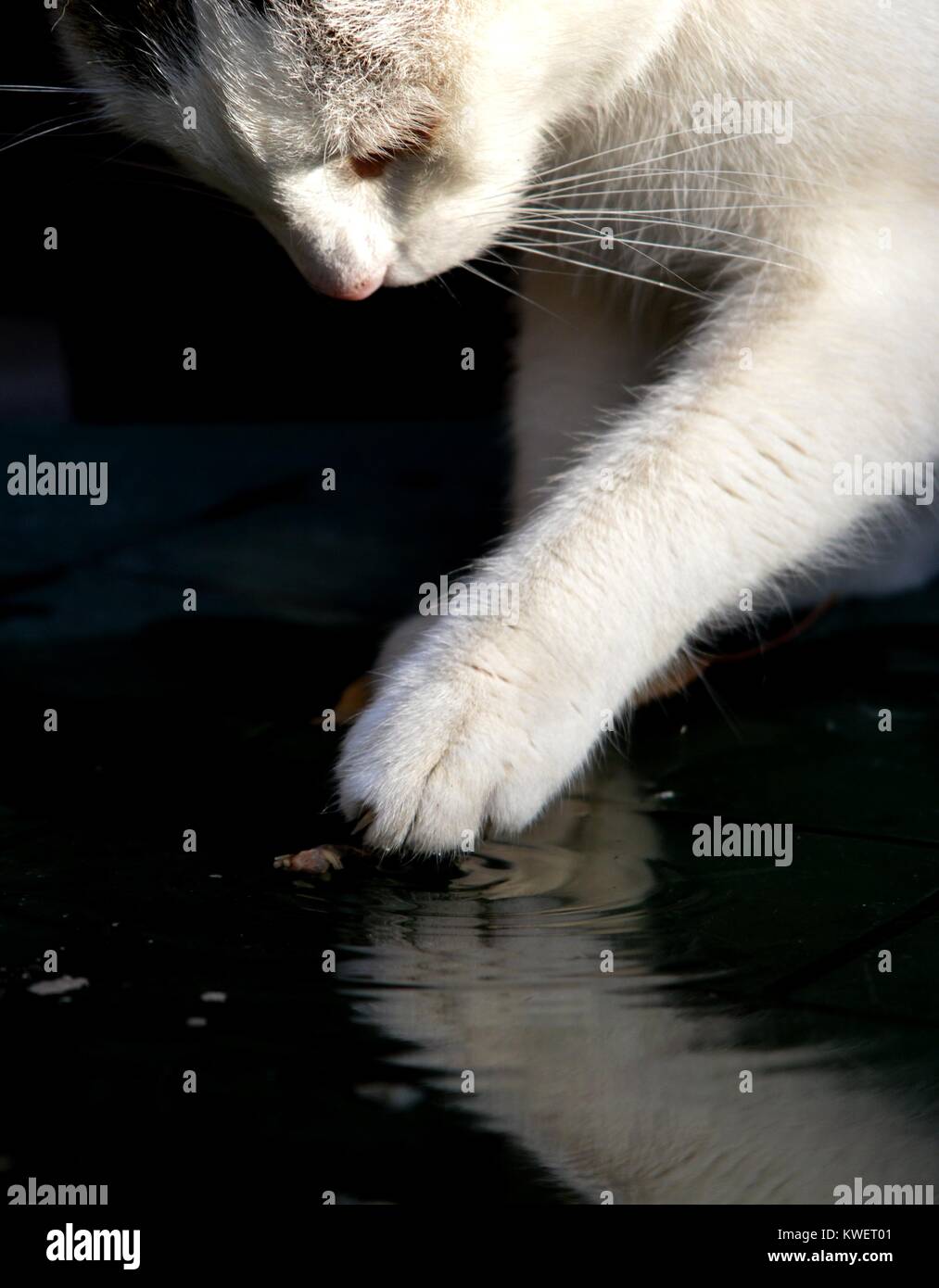 cat and reflection in water Stock Photo - Alamy