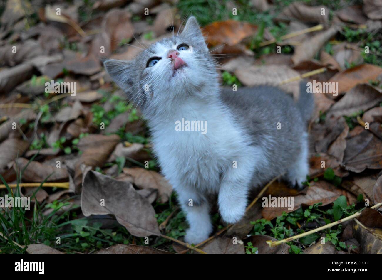 a little kitty Stock Photo - Alamy