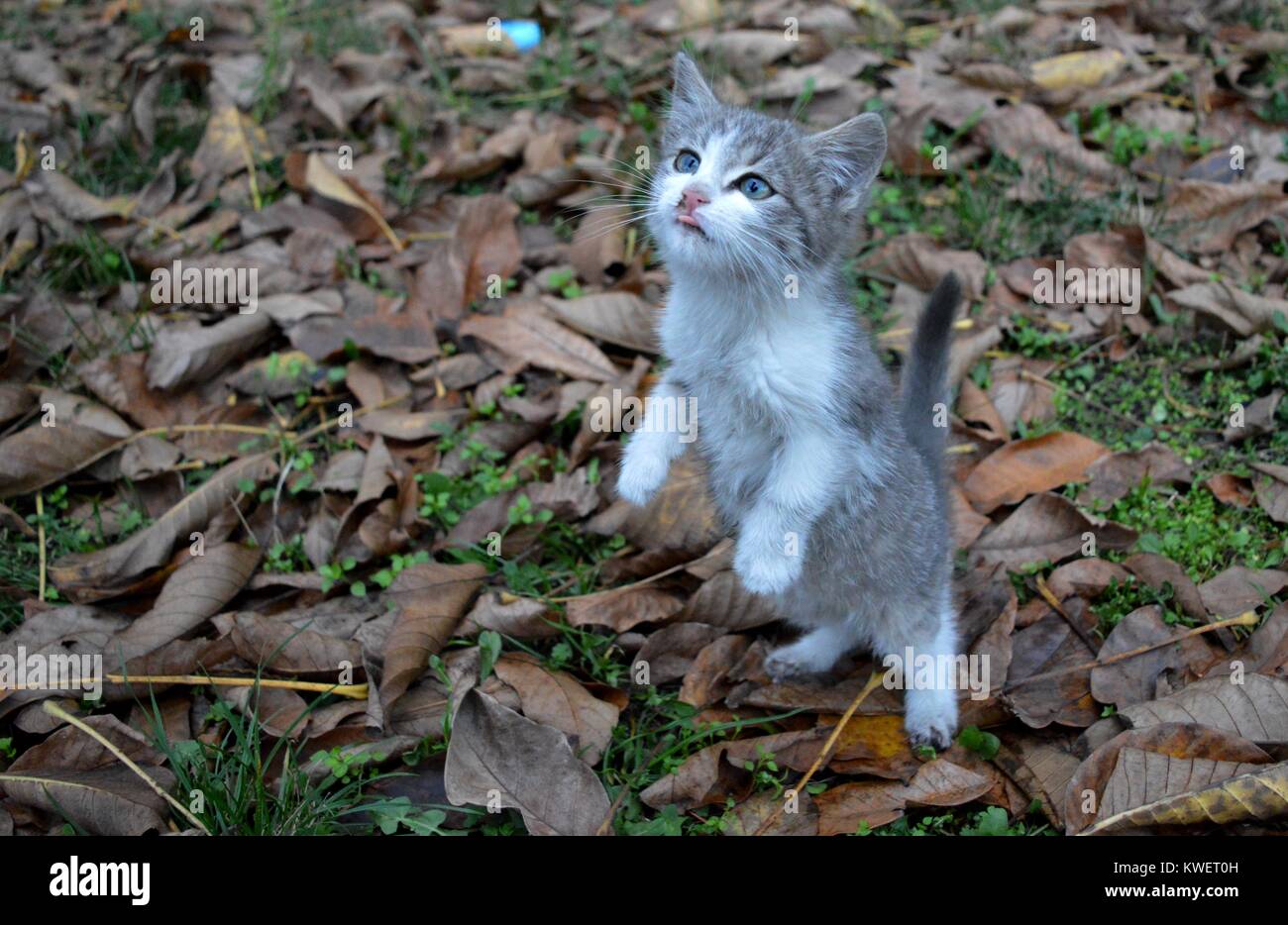 a little kitty Stock Photo - Alamy