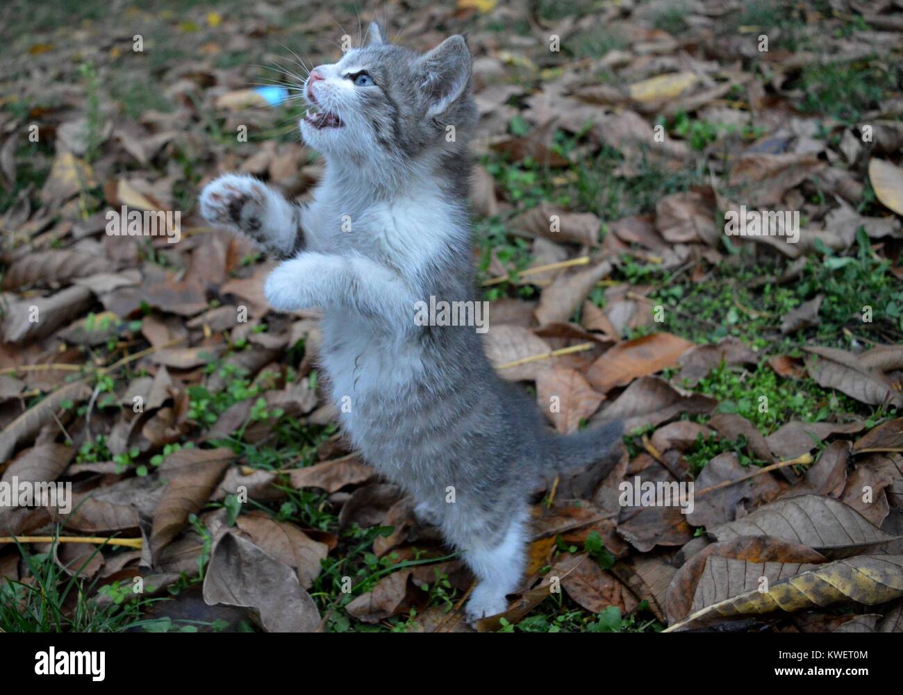 a little kitty Stock Photo - Alamy