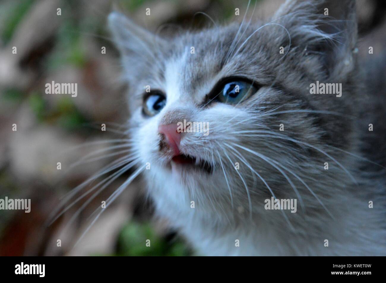 a little kitty Stock Photo - Alamy