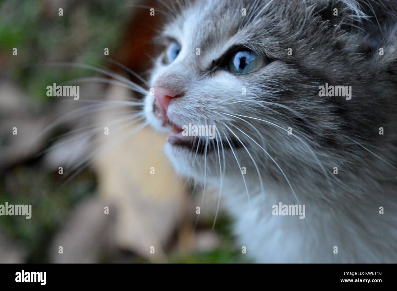 a little kitty Stock Photo - Alamy
