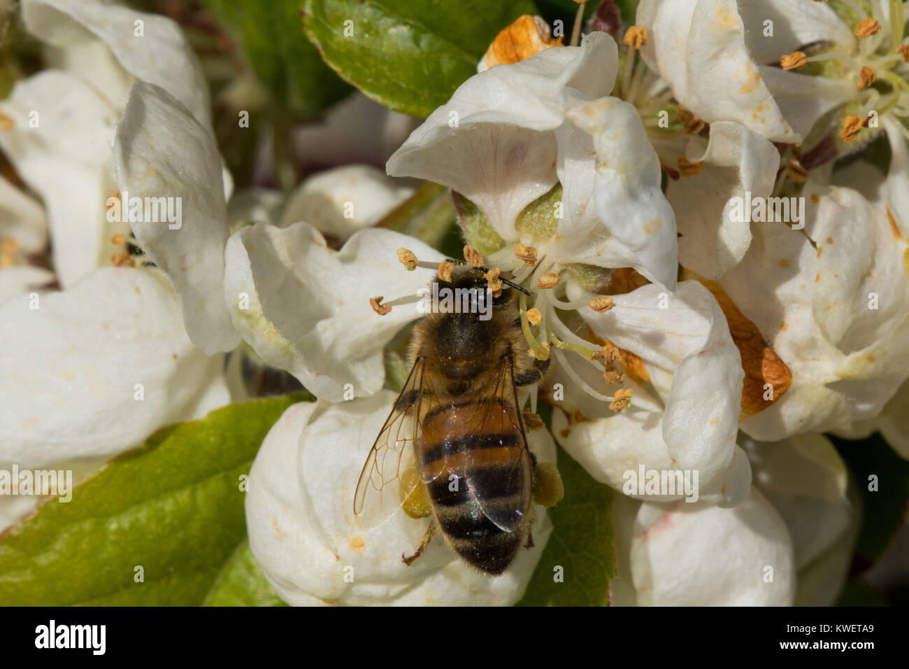 Photos of pollination hi-res stock photography and images - Alamy