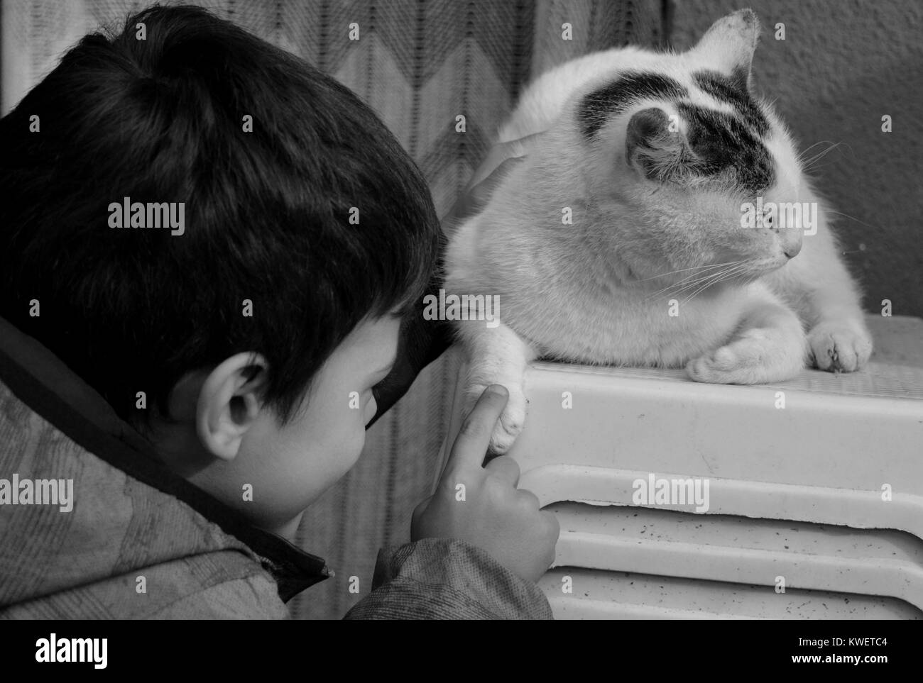 a boy with a cat Stock Photo - Alamy
