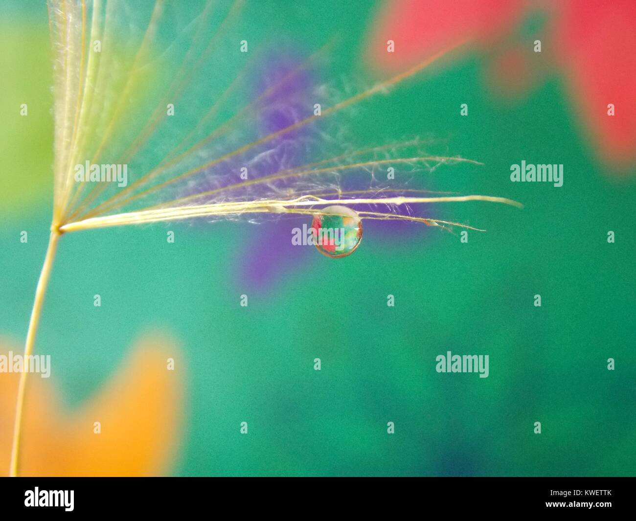 drops and a reflection in the drop Stock Photo - Alamy