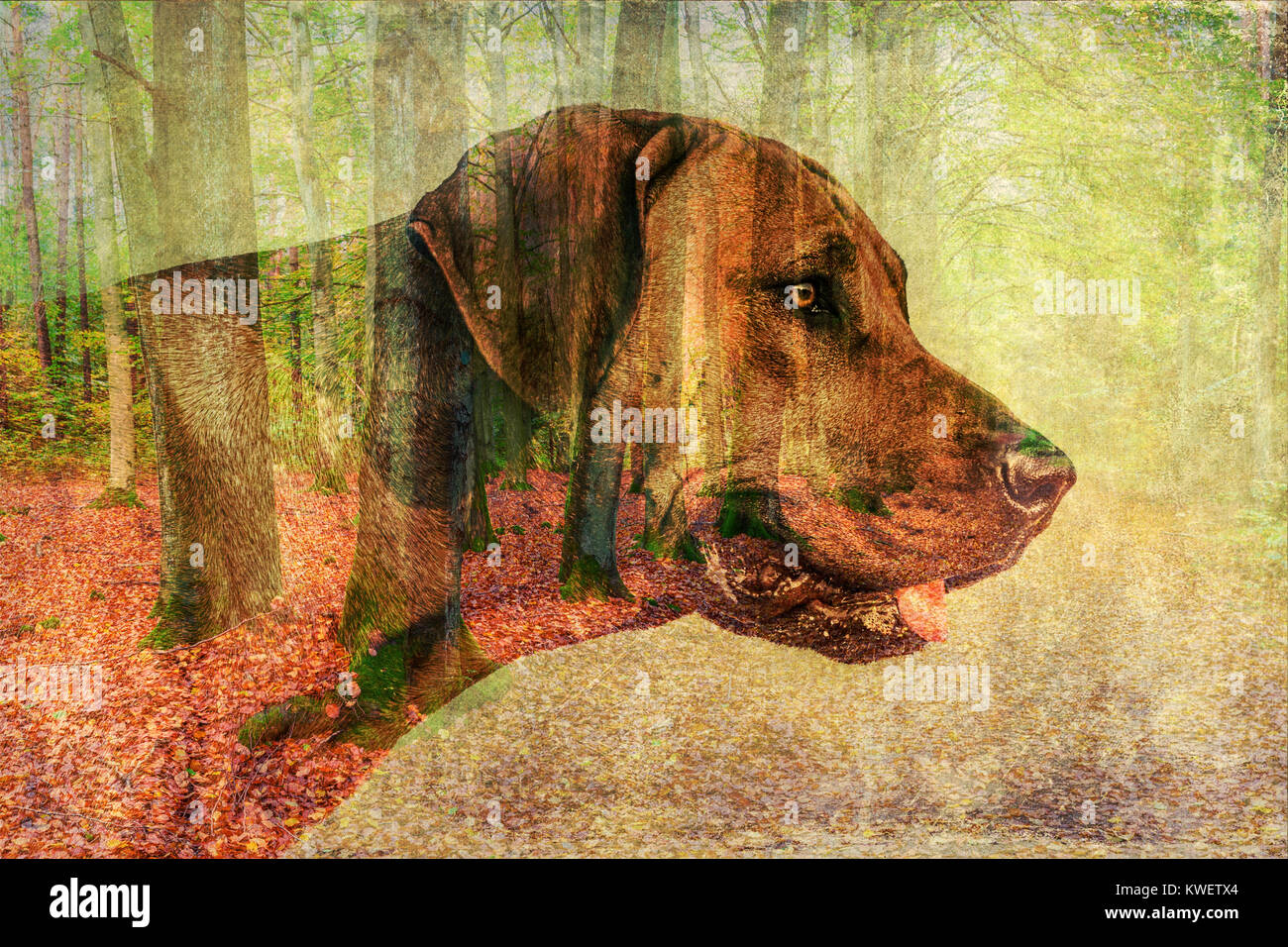 double exposure of a Rhodesian Ridgeback portrait and a forest ...