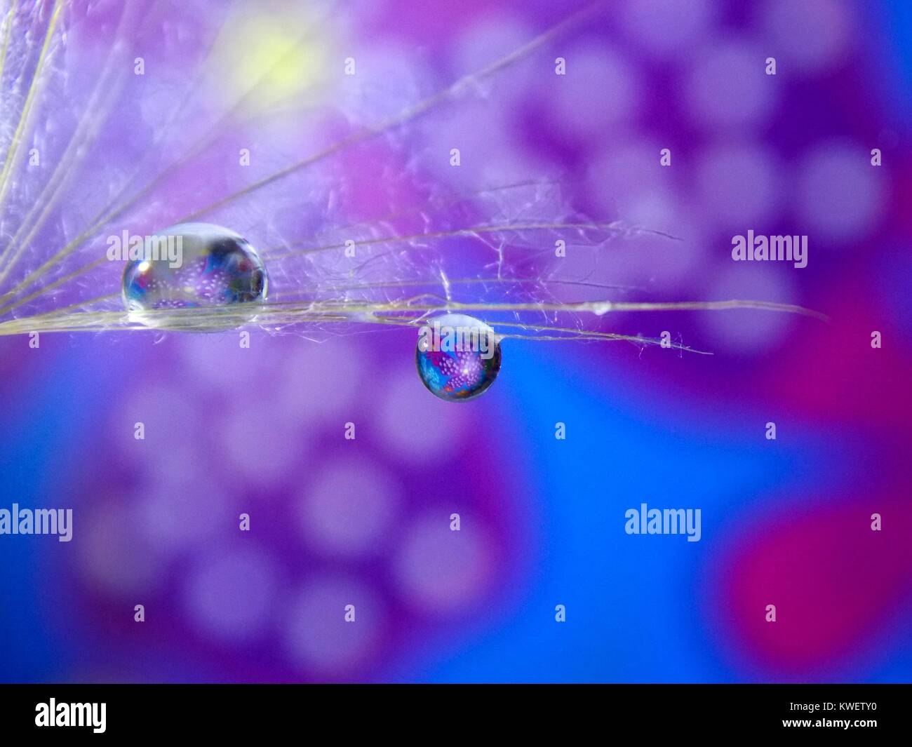 drops and a reflection in the drop Stock Photo - Alamy