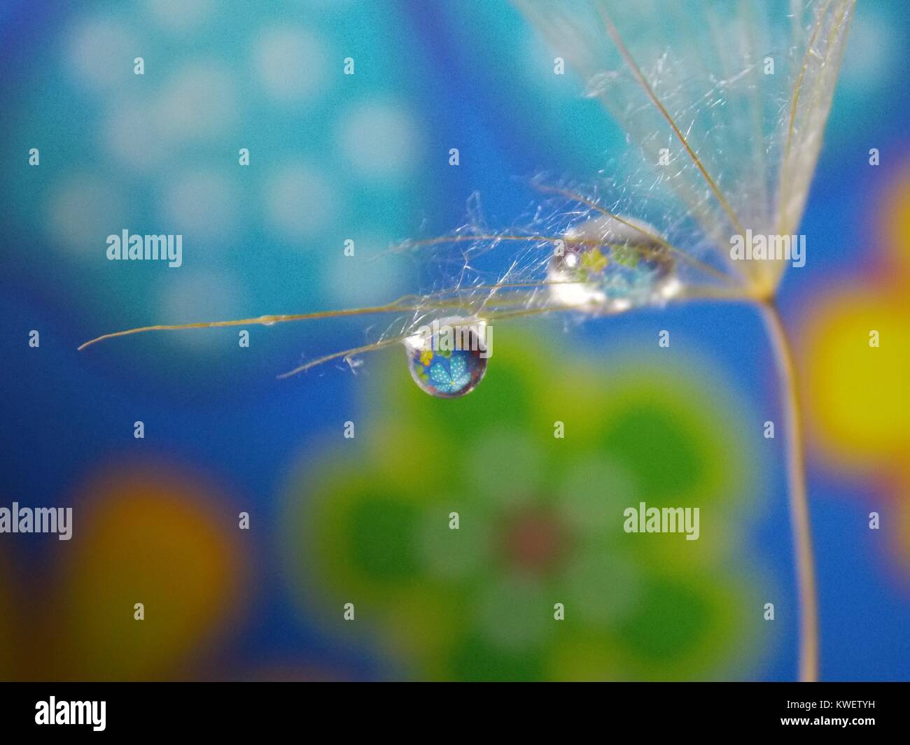 drops and a reflection in the drop Stock Photo - Alamy