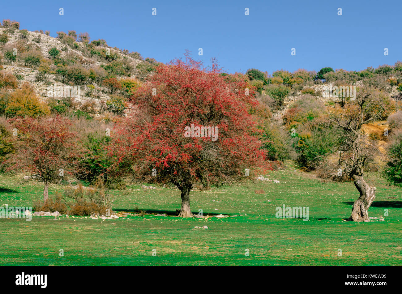 Amazing landscape with colorful trees, green field and rocky hill ...