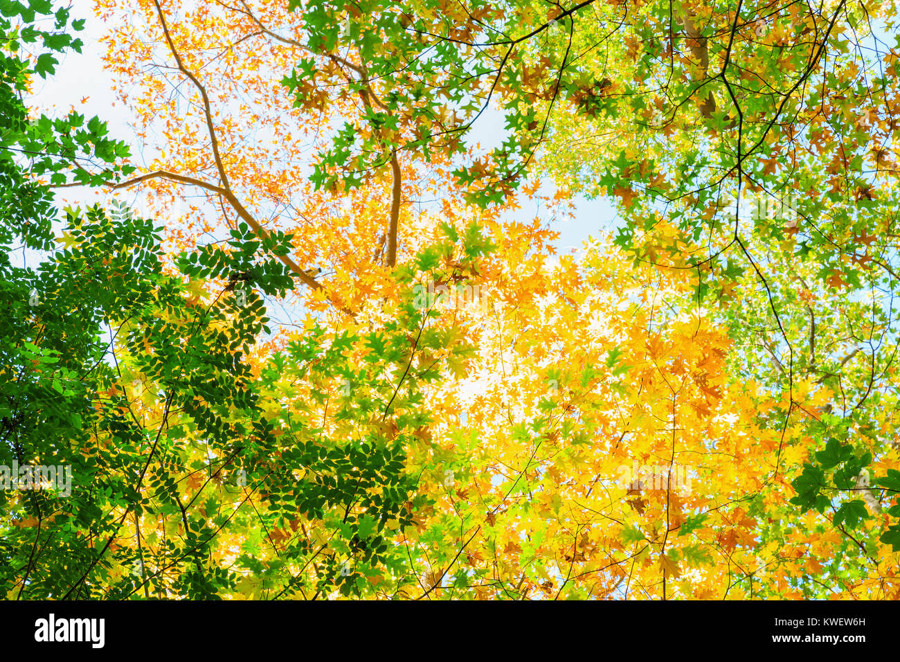 picture of a tree canopy with colorful autumn leaves Stock Photo - Alamy