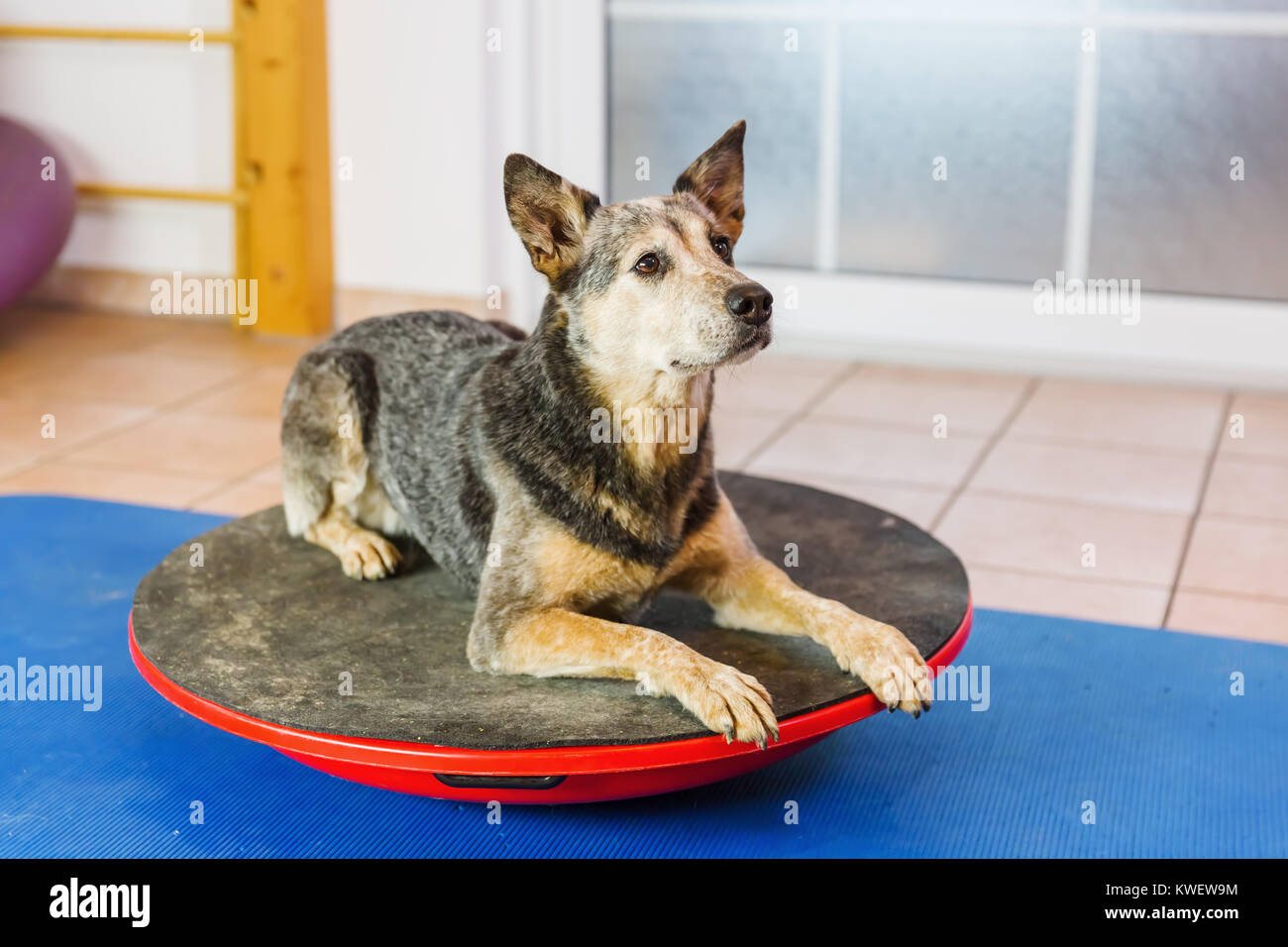 Wobble board hi-res stock photography and images - Alamy