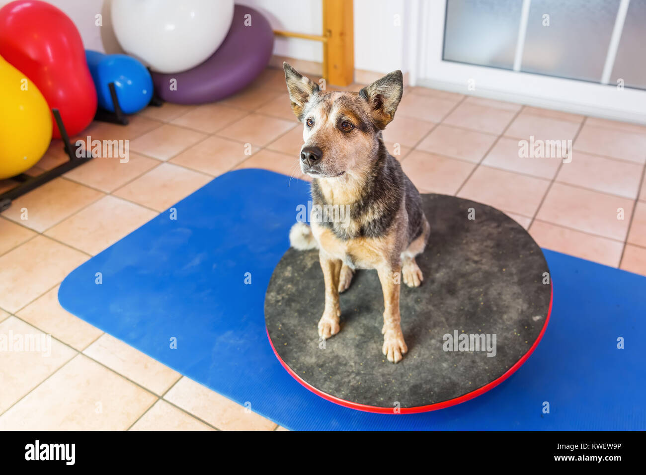 Wobble board hi-res stock photography and images - Alamy