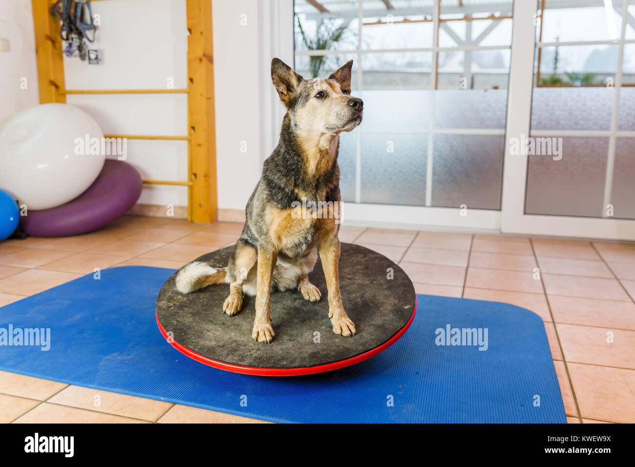 Australian Cattledog sits on a wobble board in an animal physiotherapy ...