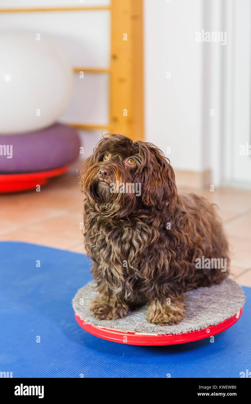 Physiotherapy board board hi-res stock photography and images - Alamy