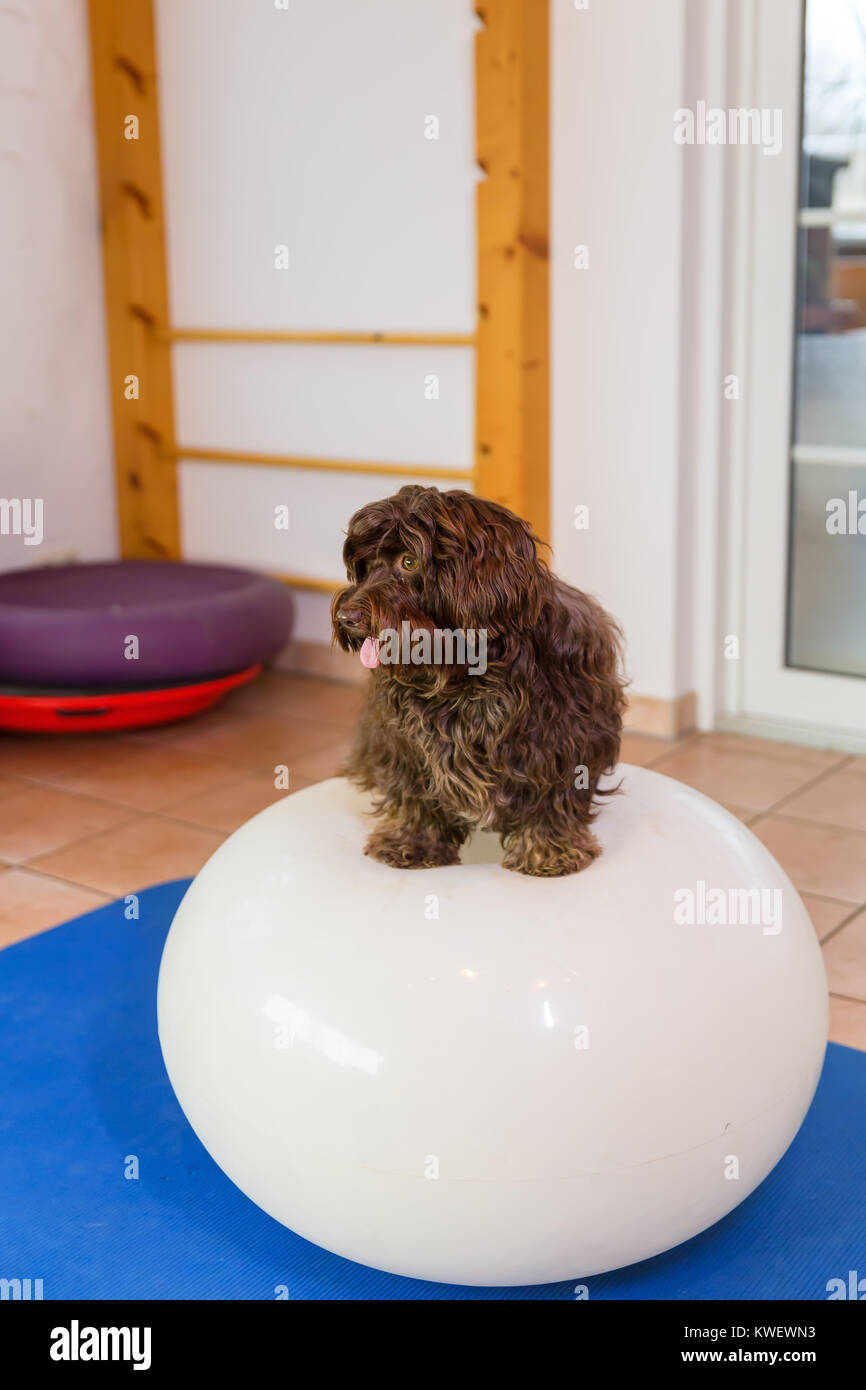 Physio balance hi-res stock photography and images - Alamy