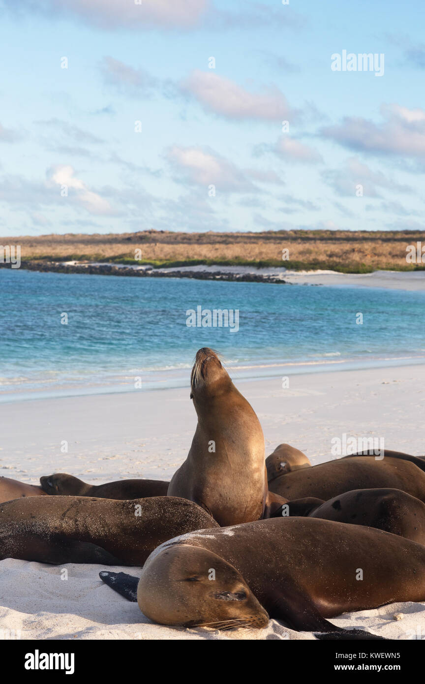 Galapagos Sea Lions ( Zalophus wollebaeki ), Gardner Bay, Espanola ...