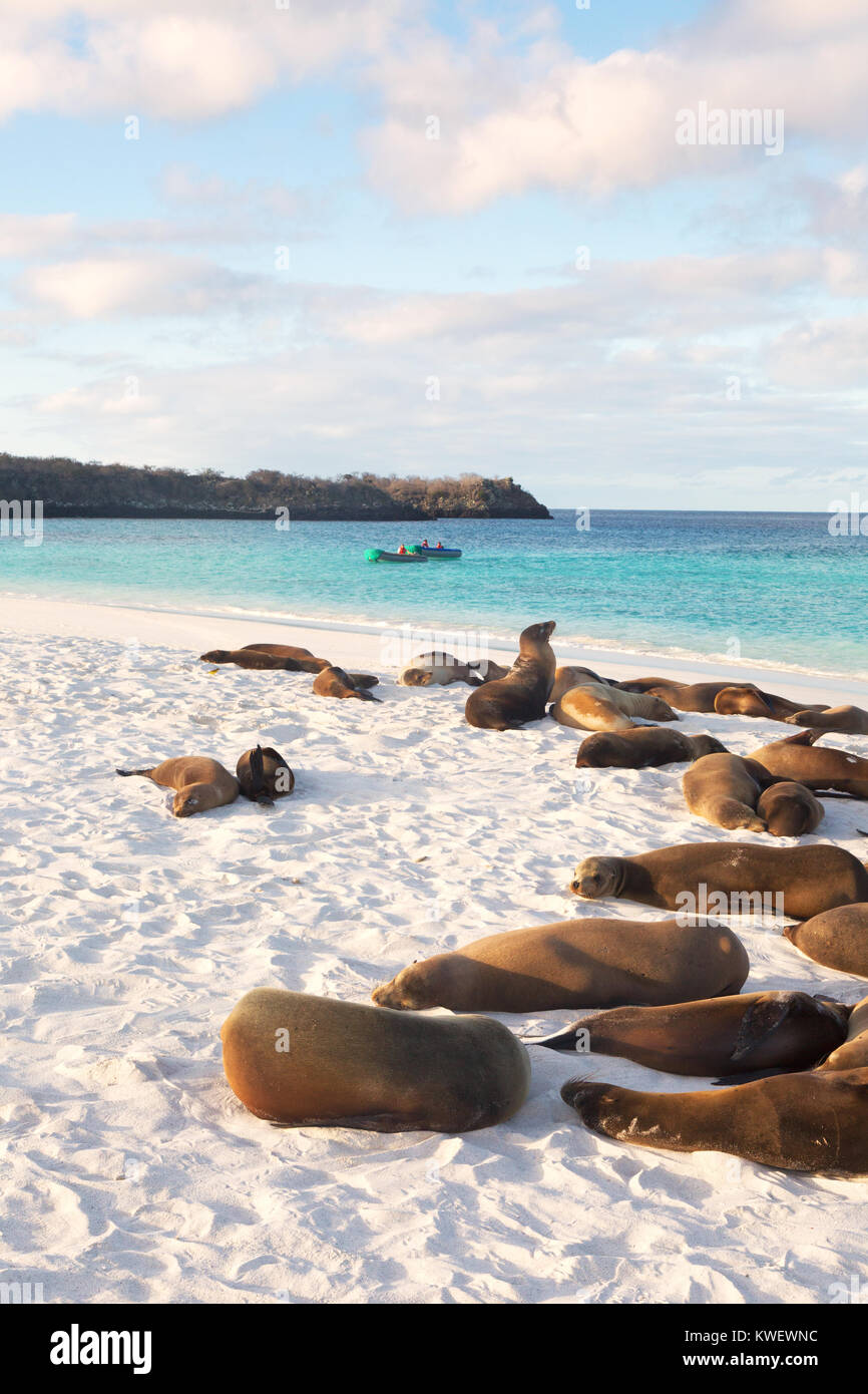 Galapagos Sea Lions ( Zalophus wollebaeki ), Gardner Bay, Espanola ...