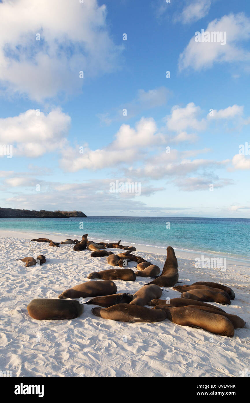 Galapagos Sea Lions ( Zalophus wollebaeki ), Gardner Bay, Espanola ...
