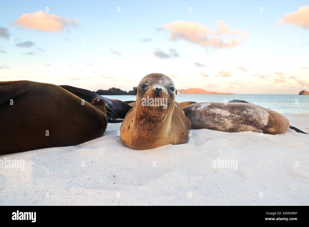 Galapagos islands wildlife hi-res stock photography and images - Alamy