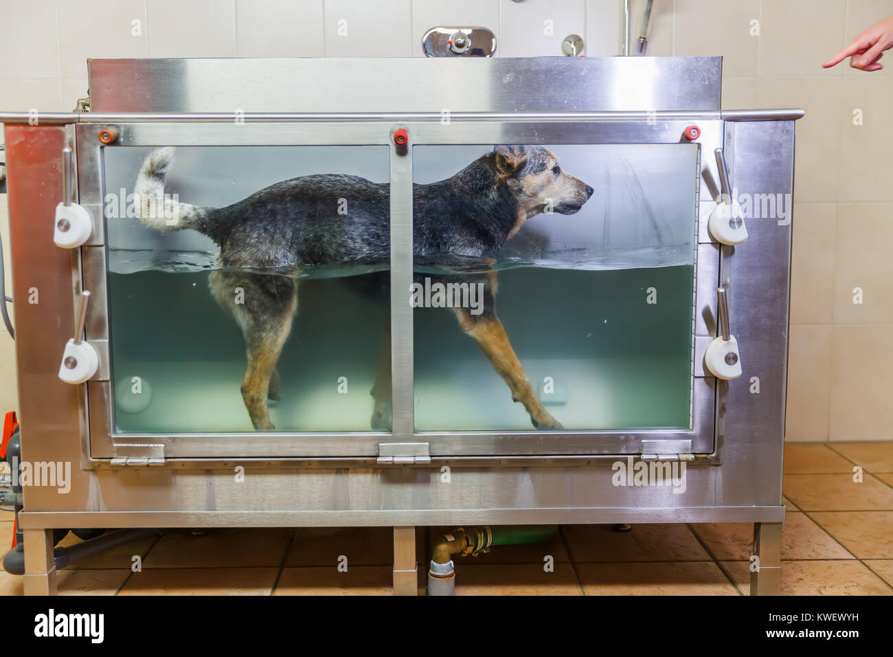 picture of an Australian Cattledog in a hydrotherapy station Stock ... picture of an Australian Cattledog in a hydrotherapy station Stock ...