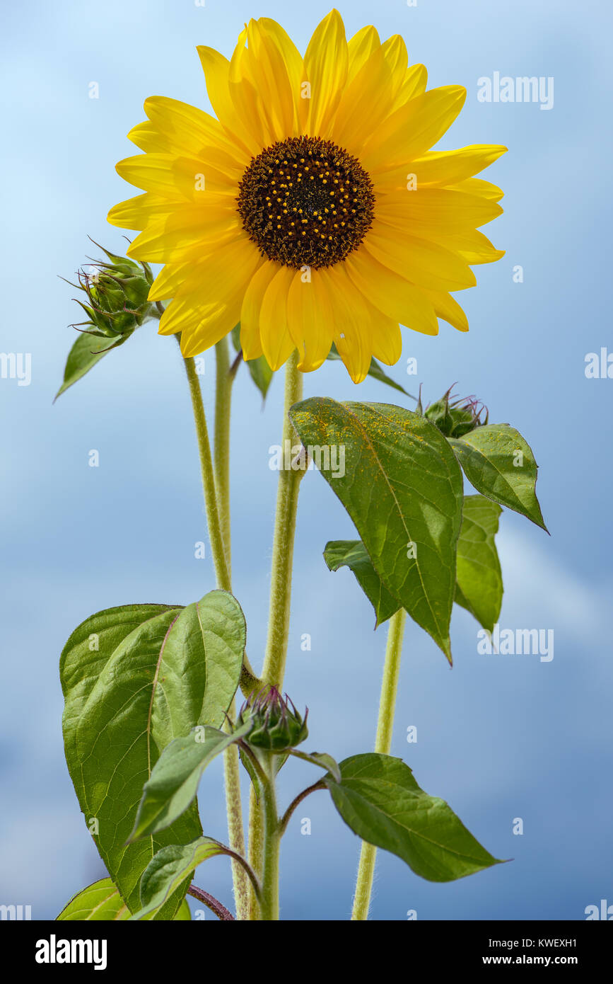 closeup of a sunflower in blow Stock Photo - Alamy
