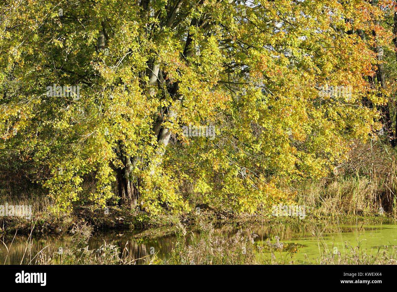Big autumn tree reflection hi-res stock photography and images - Alamy