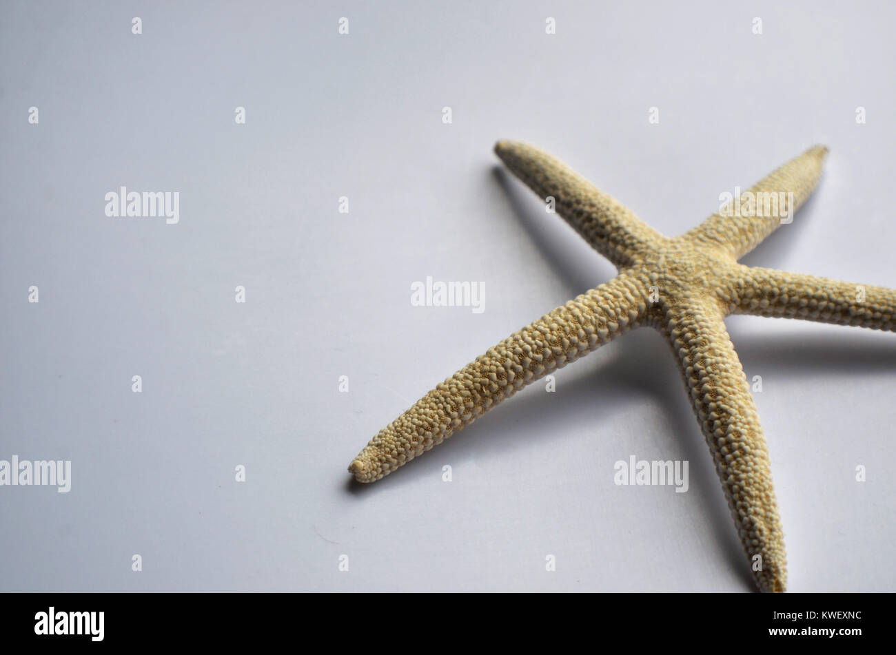 Starfish wallpaper hi-res stock photography and images - Alamy