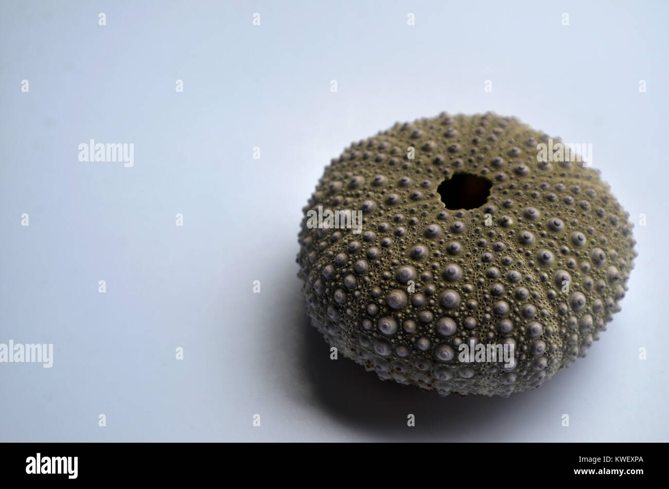 Sea urchin shell hi-res stock photography and images - Alamy