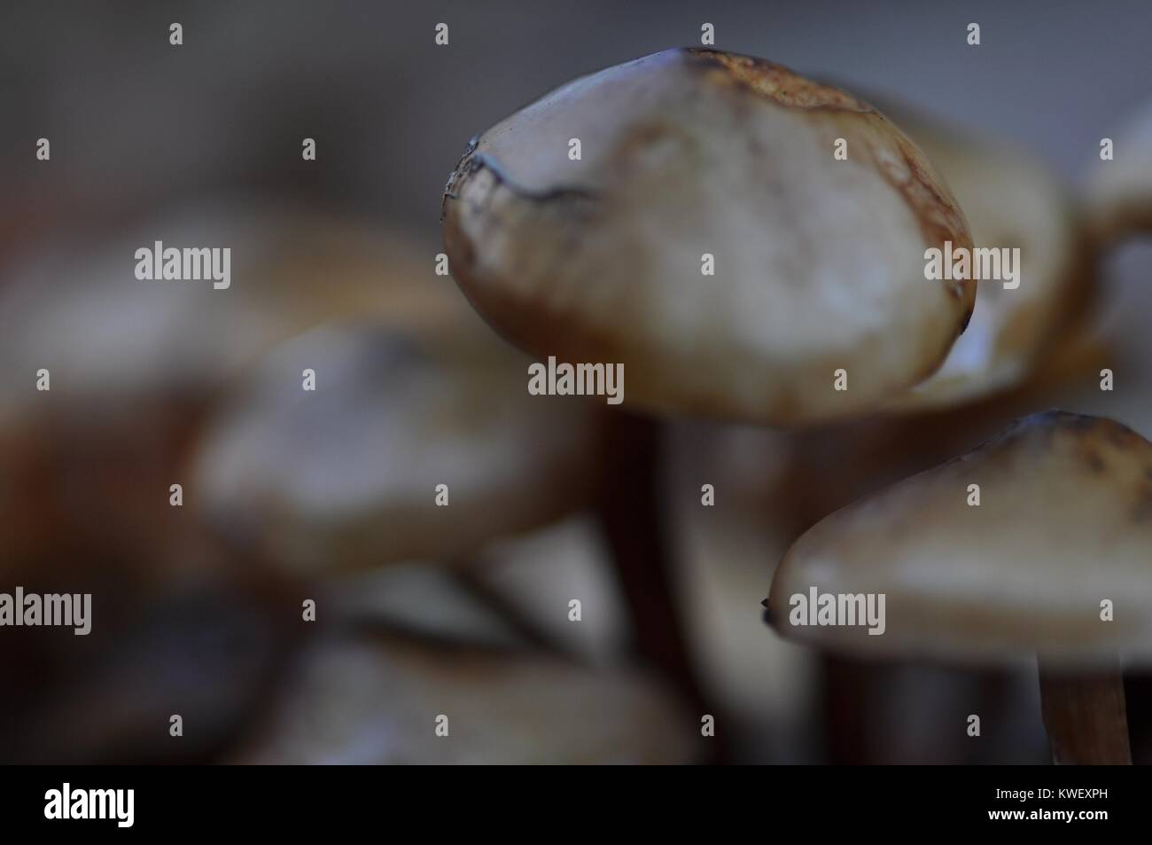 Side View closeup Mushrooms on the forest floor Stock Photo - Alamy