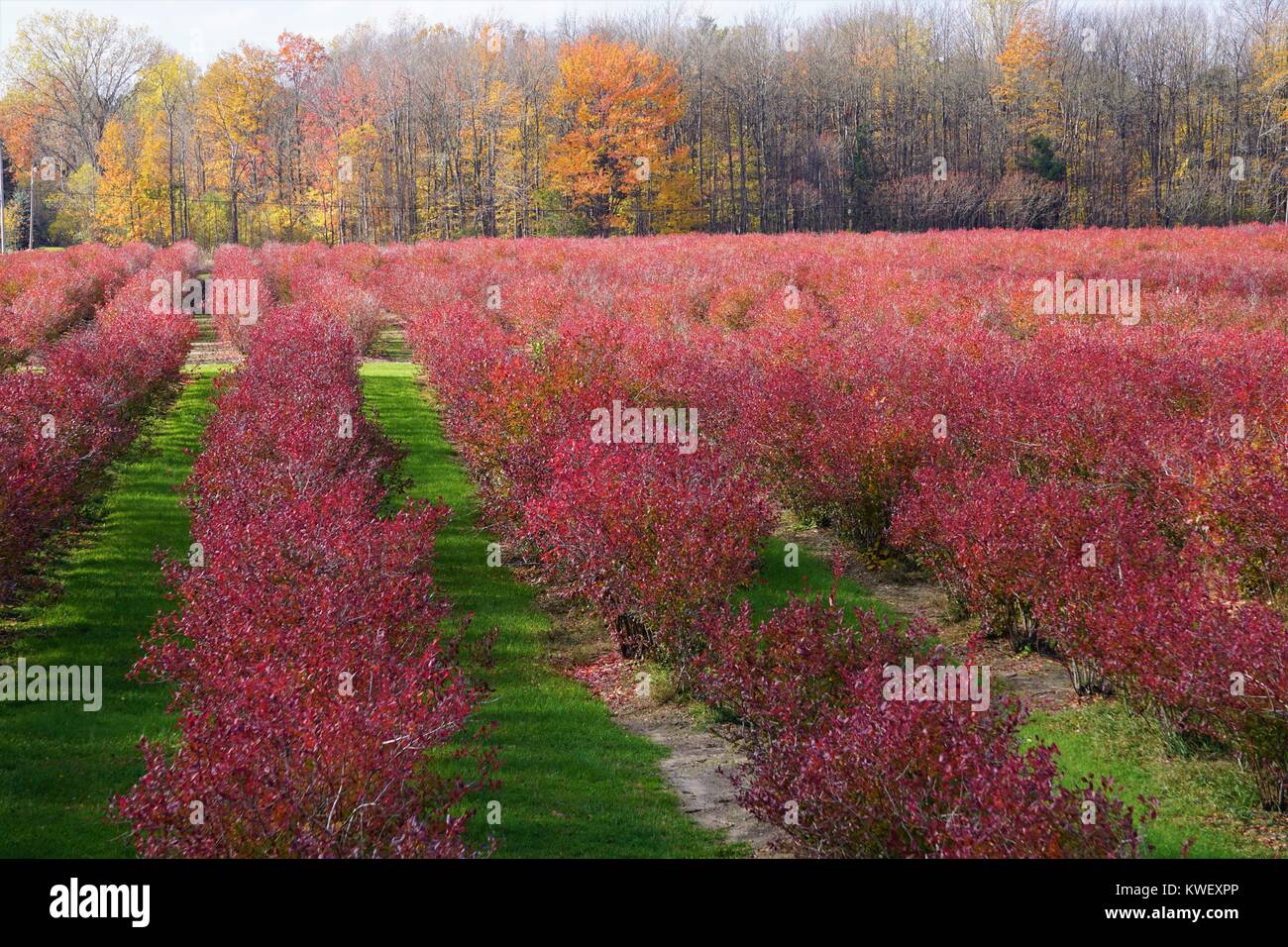 Blueberry Farm in Autumn Stock Photo - Alamy
