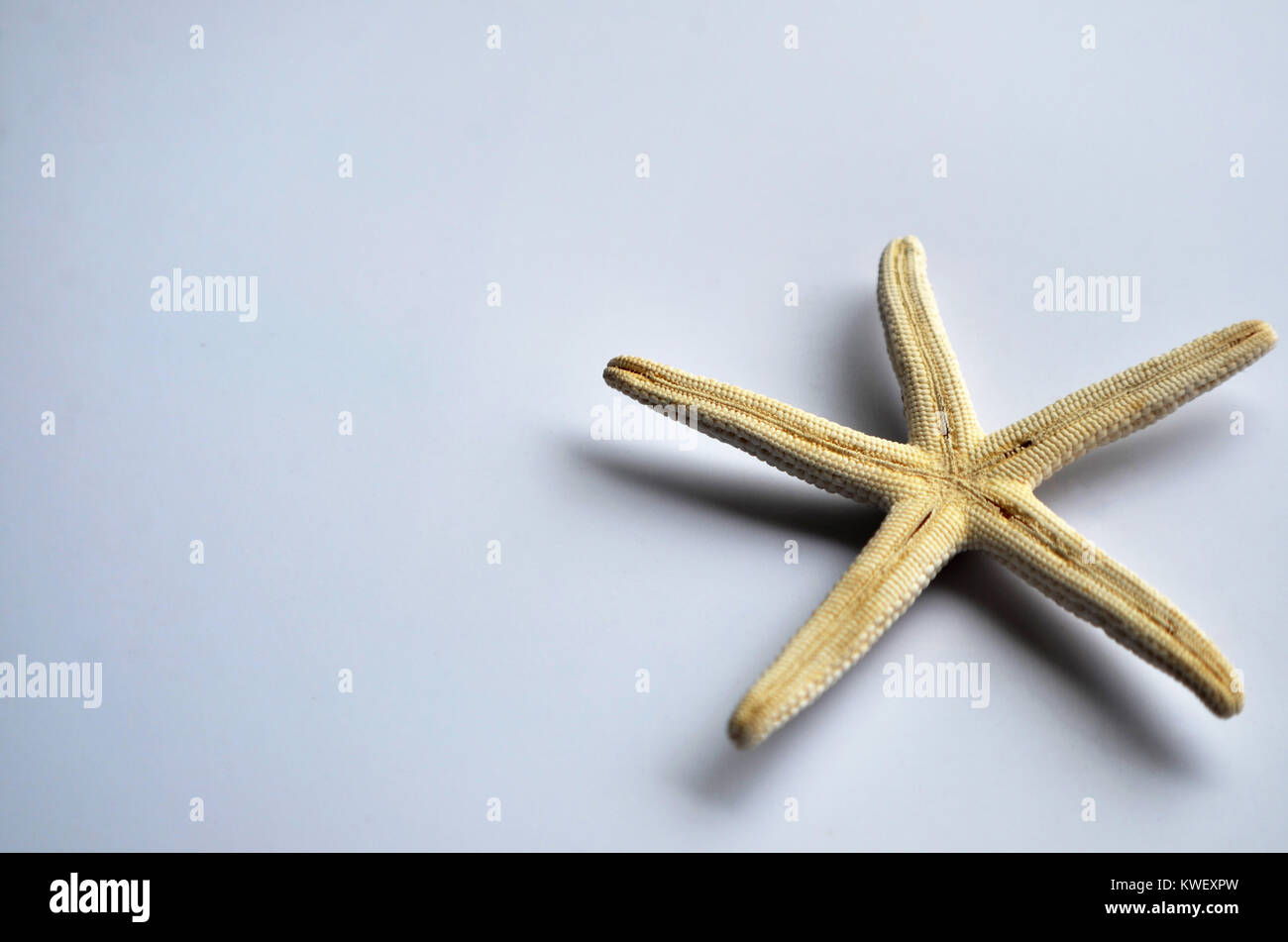 Starfish close up Stock Photo - Alamy