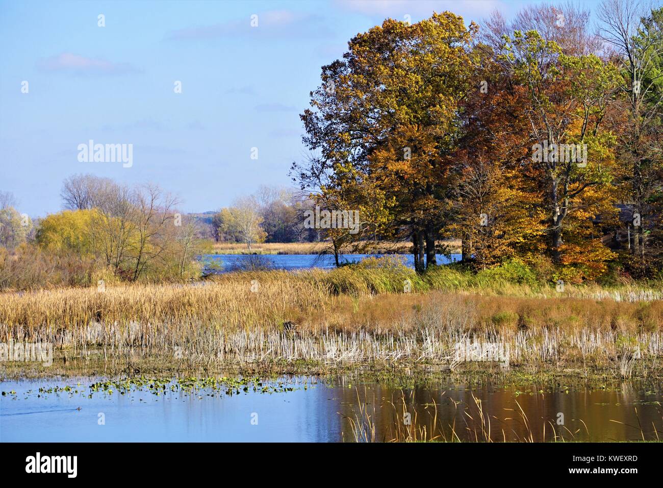 Bayou country hi-res stock photography and images - Alamy